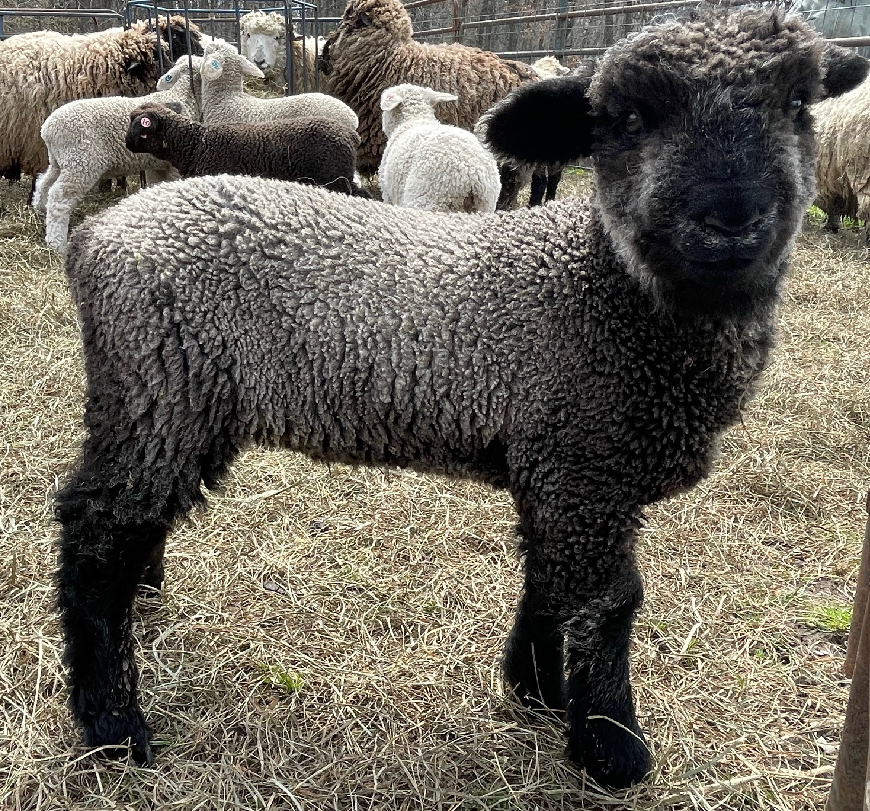 Romney sheep – Spraggins Sweet Acres