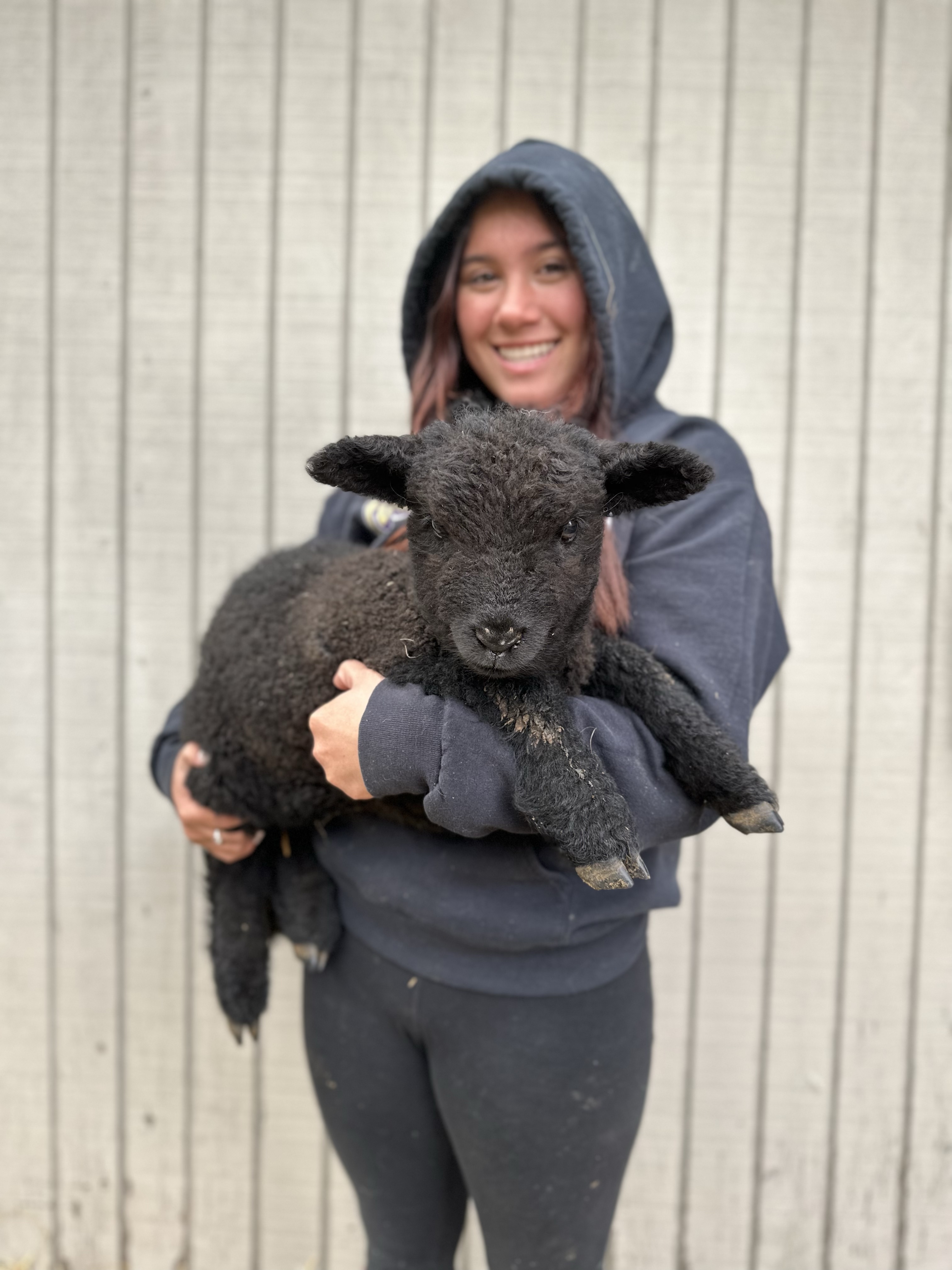 Romney sheep – Spraggins Sweet Acres