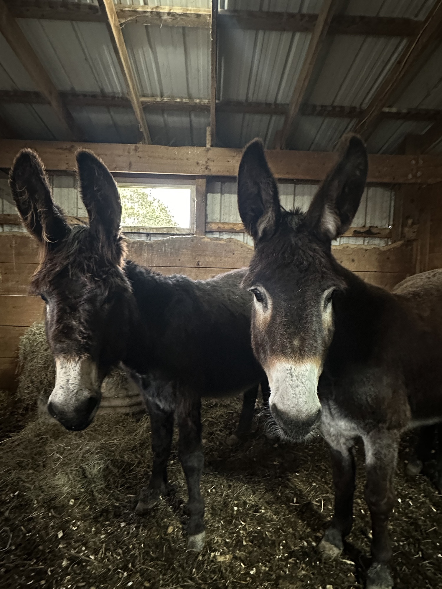 Donkeys – Spraggins Sweet Acres